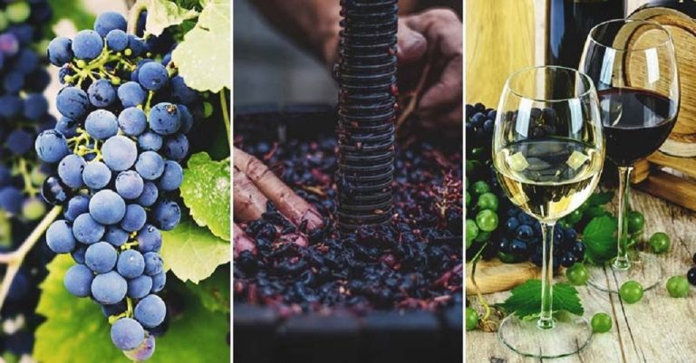 Frozen Grape Concentrate Wine Recipe - Taste of Love Bakery